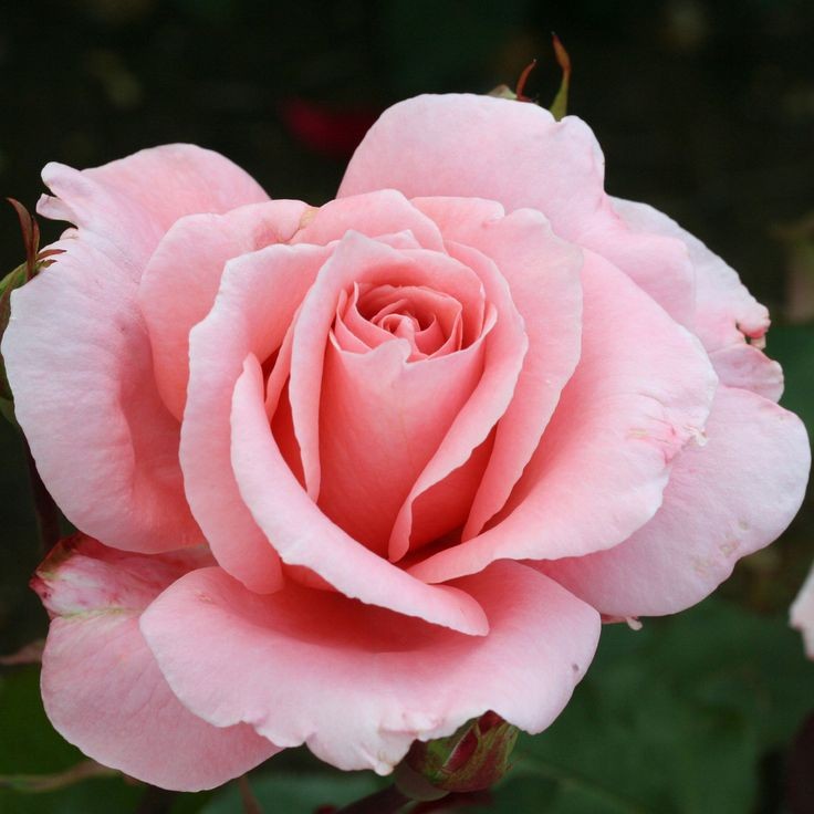 Rose Climbing - Dancing Queen - Smith's Orchard Garden Centre