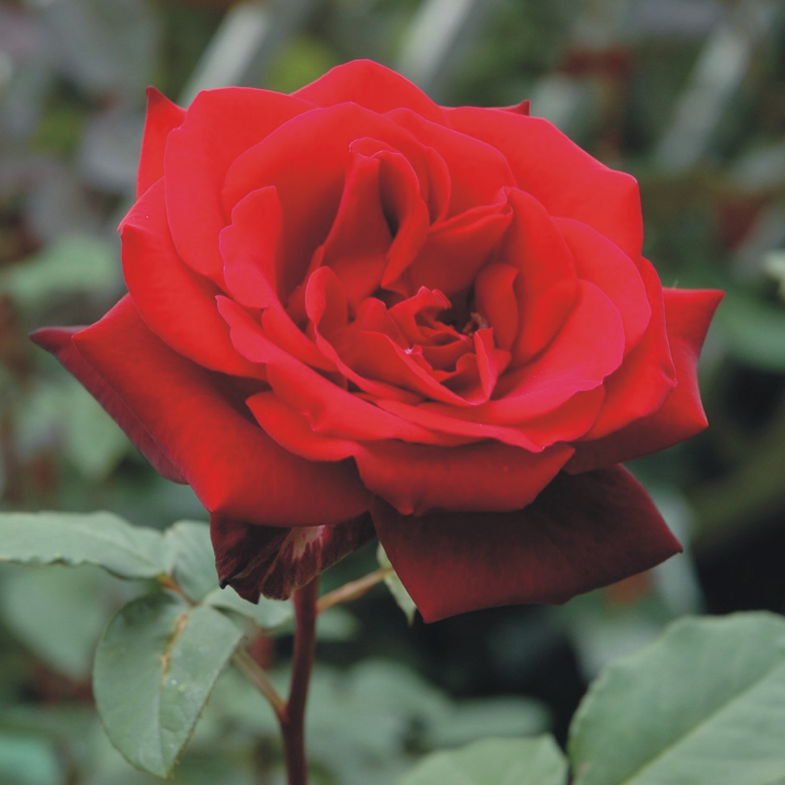 Deep Secret - Hybrid Tea Rose - Smith's Orchard Garden Centre
